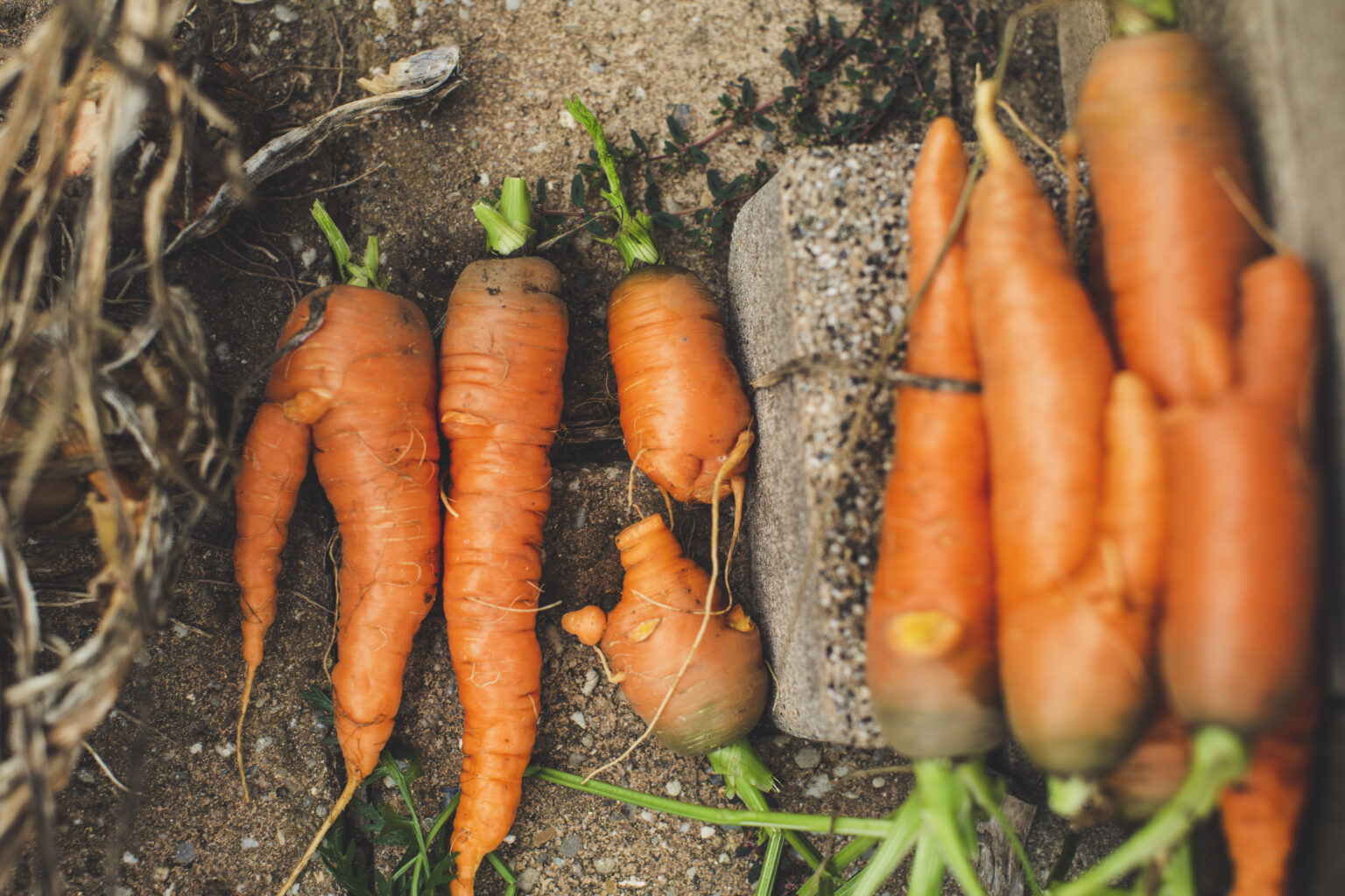 The 12 Must-Grow Root Vegetables for Your Garden – DIYReveal